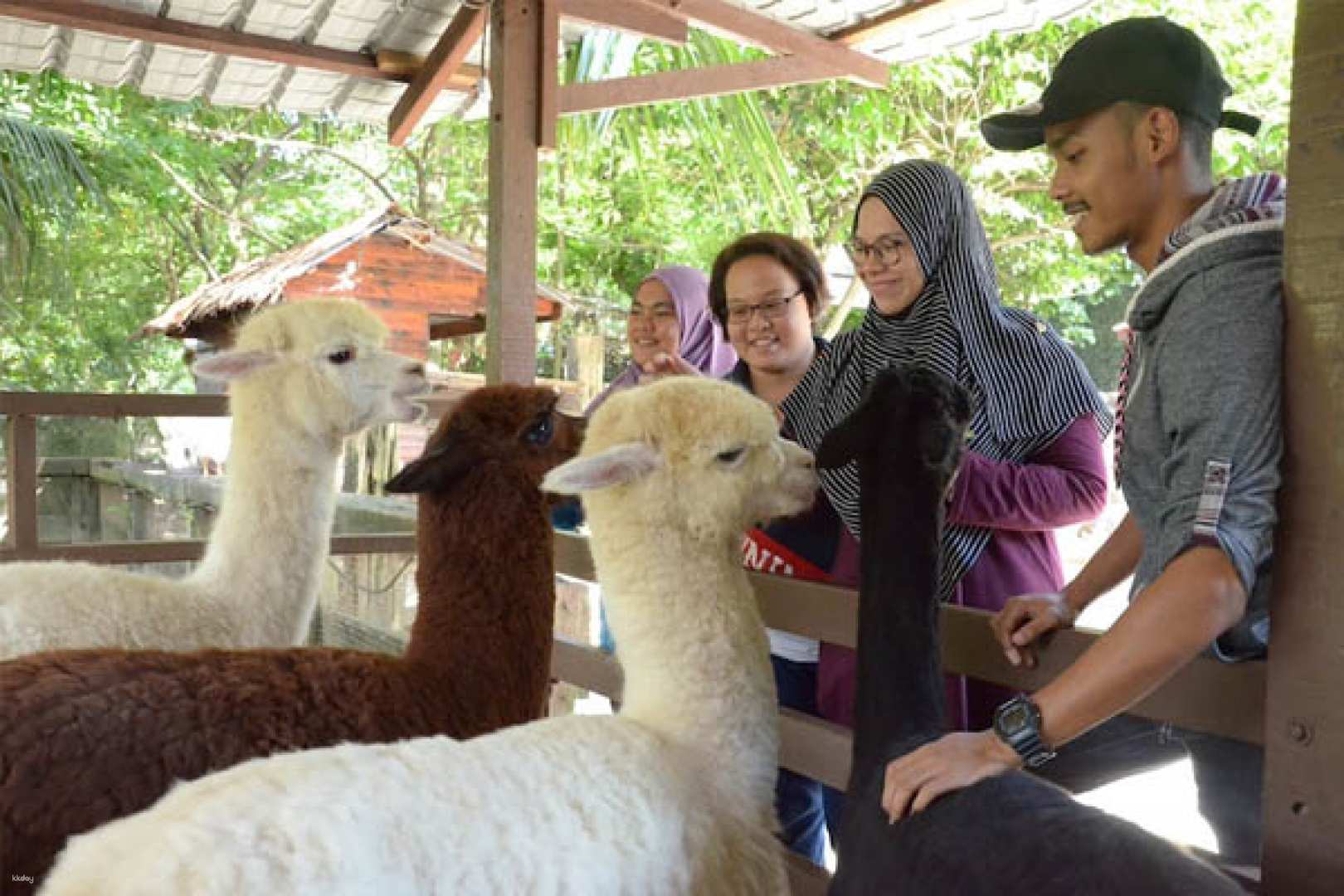 7 Tempat Petting Zoo Percuma Di Malaysia