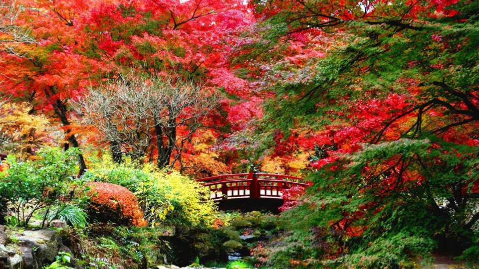Izu Panorama Park Autumn Leaves Viewing Day Tour Atami Plum Garden Izu ...