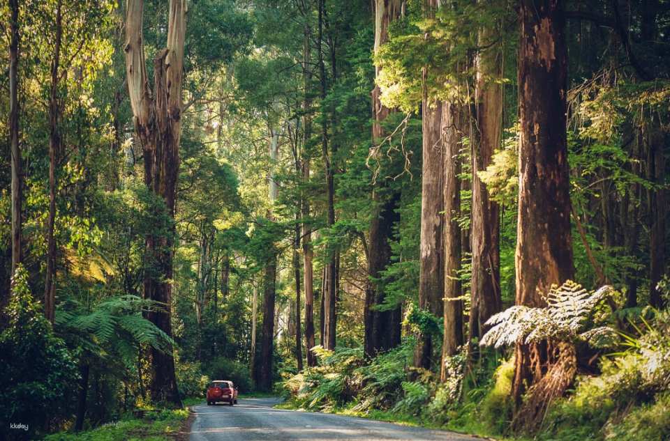 Tiket [Melbourne train penguin day tour] Steam train + Koala Zoo ...