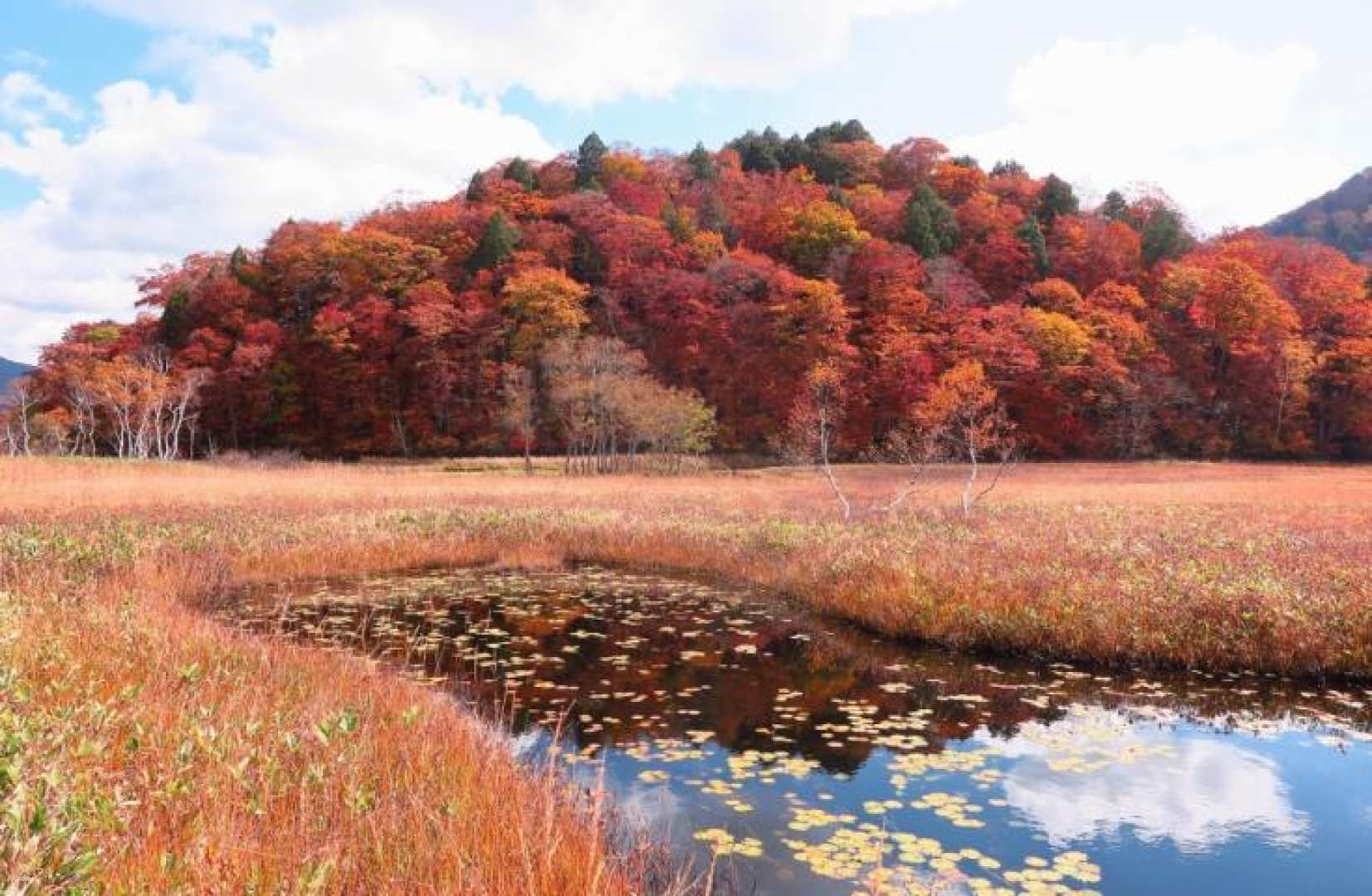 Gunma Day Tour | Autumn Leaves Hike in Oze | Use a small bus so you don ...
