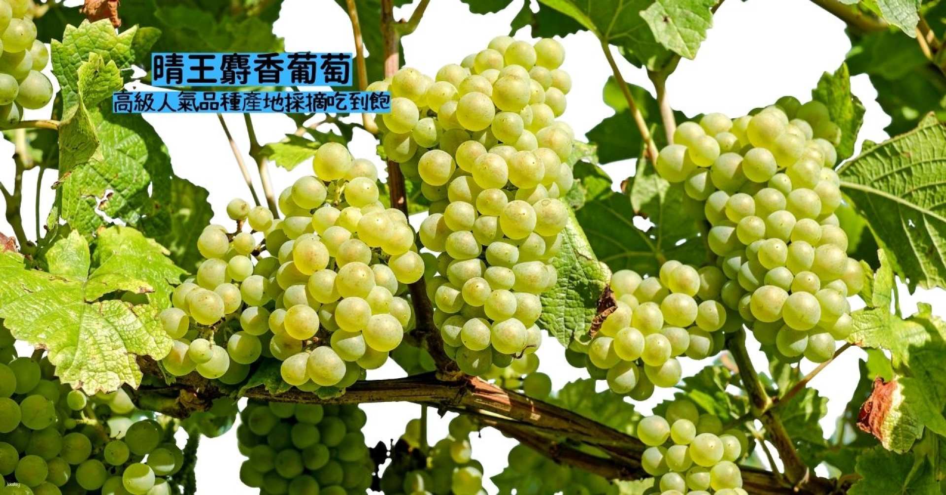 Mt. Fuji Fruit Picking Day Tour: All-you-can-eat Shine Muscat Grapes ...