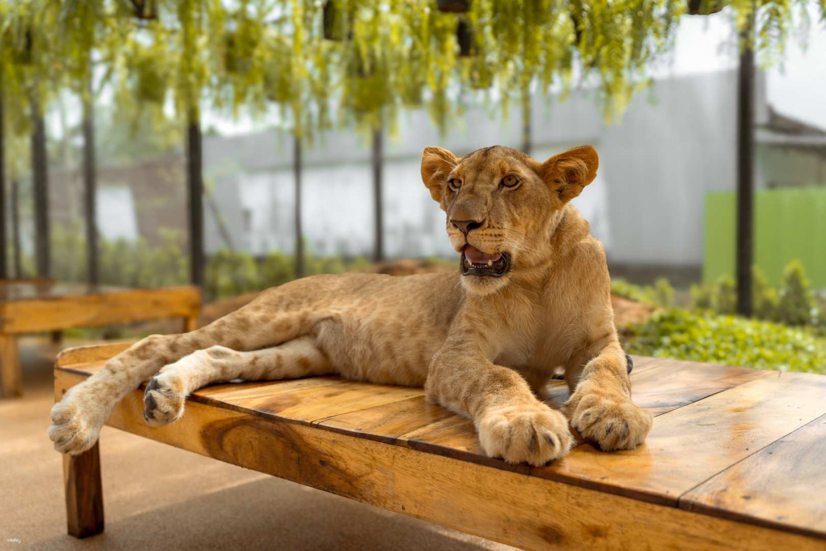 Lion Land Phuket Admission| Thailand Tickets July 2025