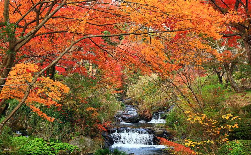 [Group of 4] One-day trip to the autumn leaves viewing spot, Izu Atami ...