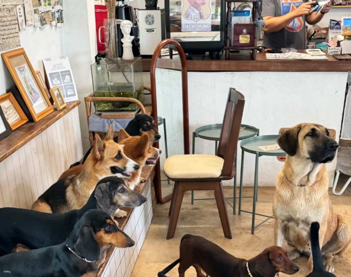 Tiket [No Guide] Chiang Mai Bua Tong Sticky Waterfalls, Elely Cafe ...