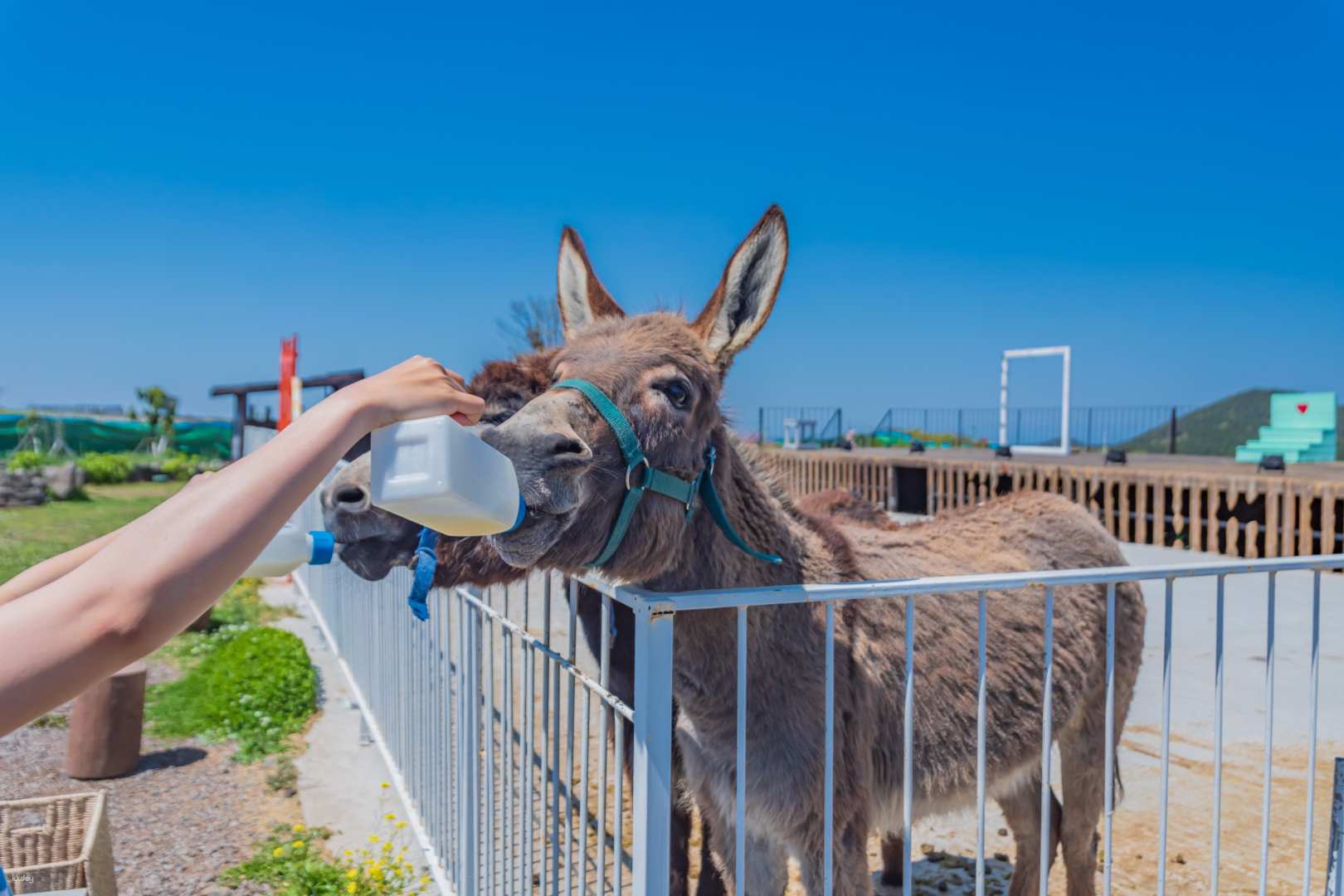 Saebyeol Friends Admission Ticket | Jeju, South Korea Tickets 2025 - Start from SGD 15