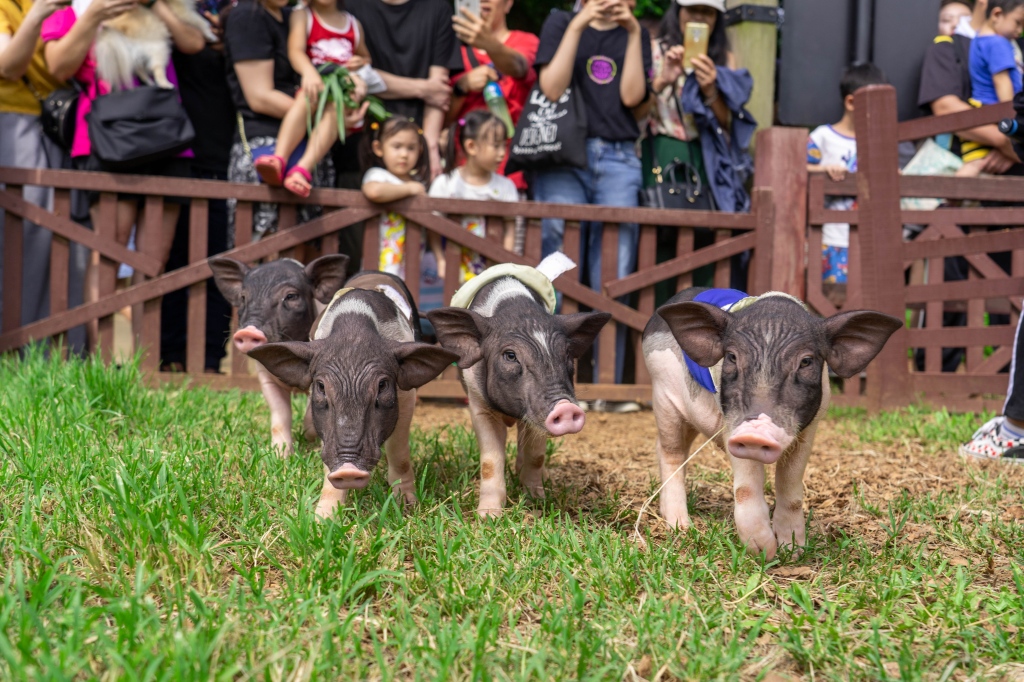 Tiket Pushin Ranchin Taoyuan - Harga Promo 2025 di Traveloka