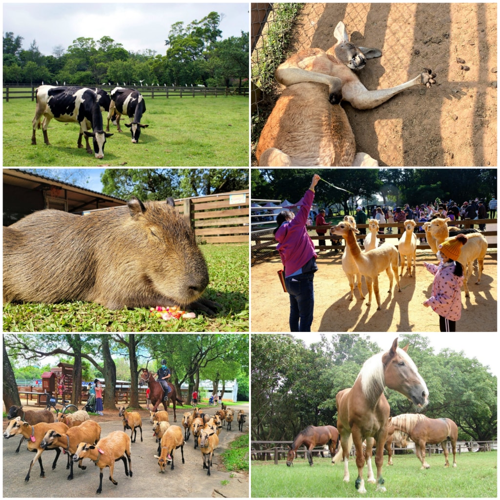 Tiket Pushin Ranchin Taoyuan - Harga Promo 2025 di Traveloka