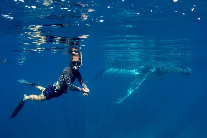 Swim with Humpback Whales at Ningaloo Reef Tickets June 2025
