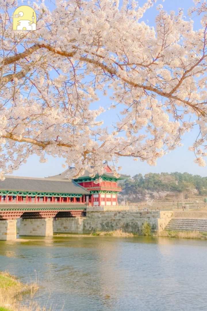 Romantic Cherry Blossom Tour in Ancient City of Gyeongju｜Hwangryongwon ...