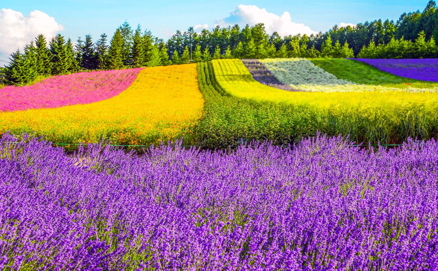 Hokkaido Furano Day Tour｜Biei Patchwork Road・Shikisai Hill・Aoike ...