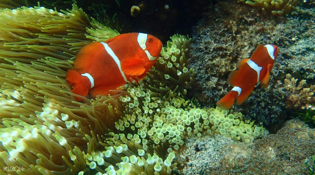 ซื้อตั๋ว 2D1N Merrimas Villa Snorkeling Experience - ราคาพิเศษ อัพเดทปี ...