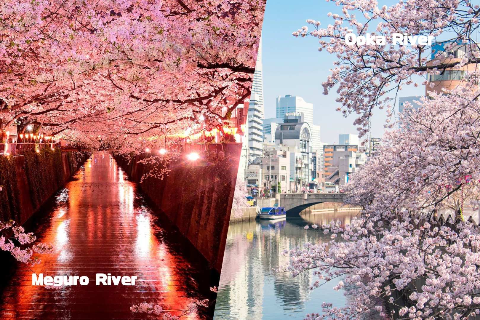 Tiket [Cherry blossom viewing in the suburbs of Tokyo] Yokohama Ooka ...