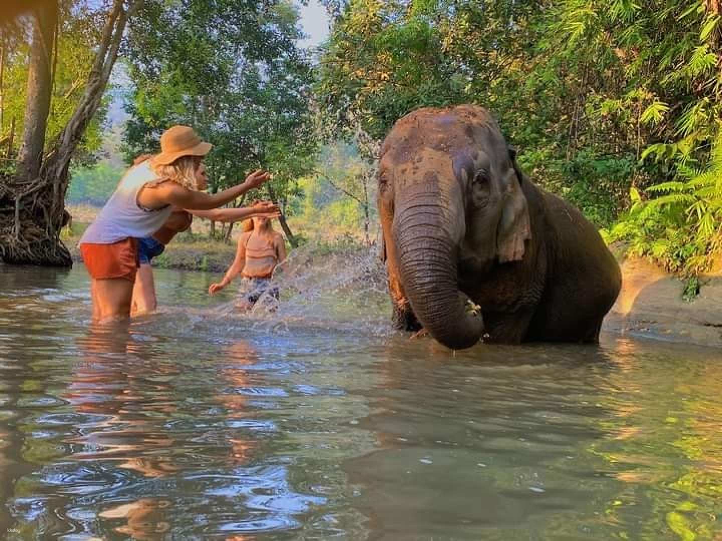 Elephant Feeding & Bathing, Bamboo Rafting or White Water Rafting and ...