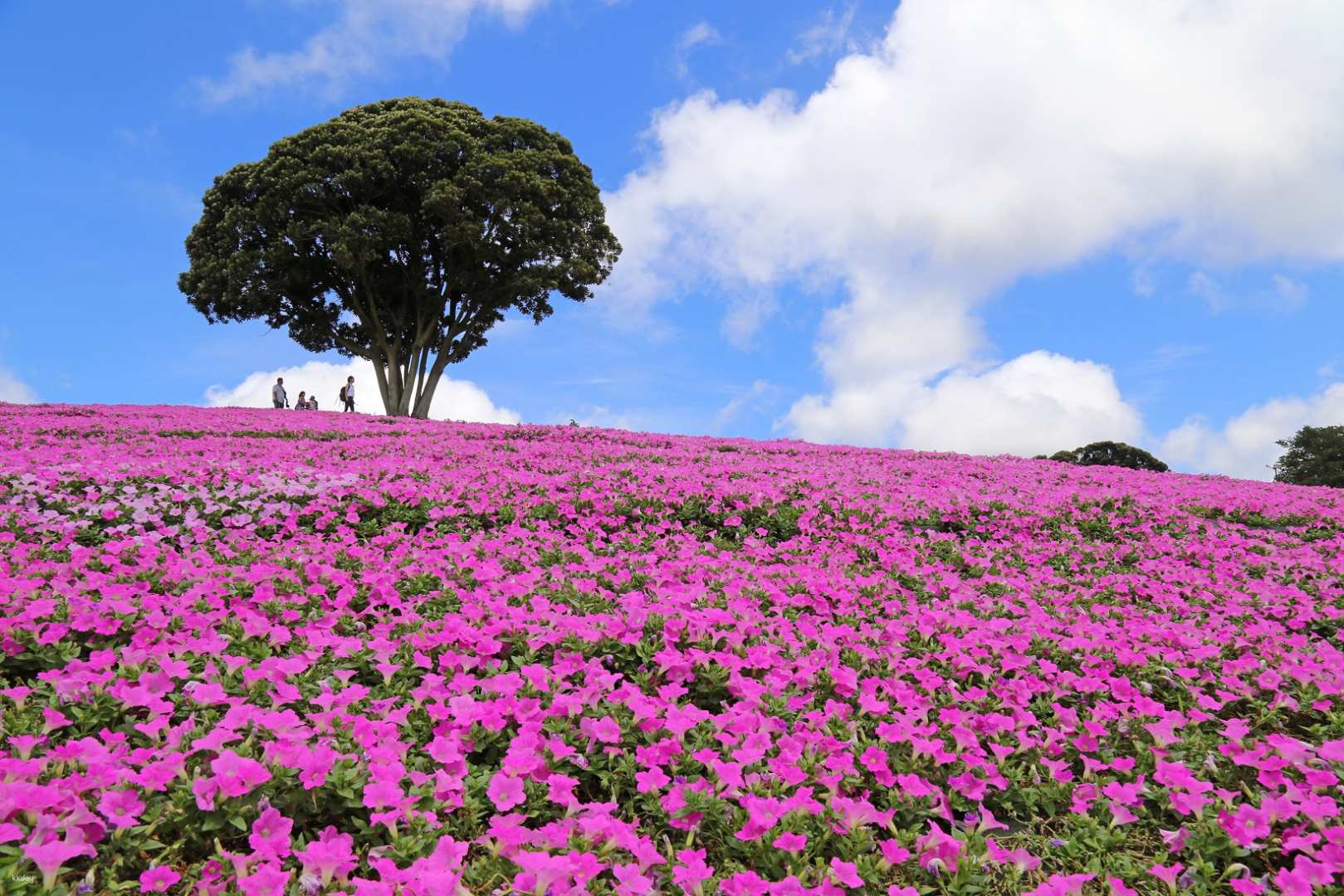 [Tokyo Bus Day Tour] Boso Peninsula Beauty Shooting Tour, Nomizo Falls ...
